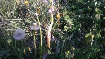 Fukushima spawns dandelions with double heads - genetic mutations : The ...
